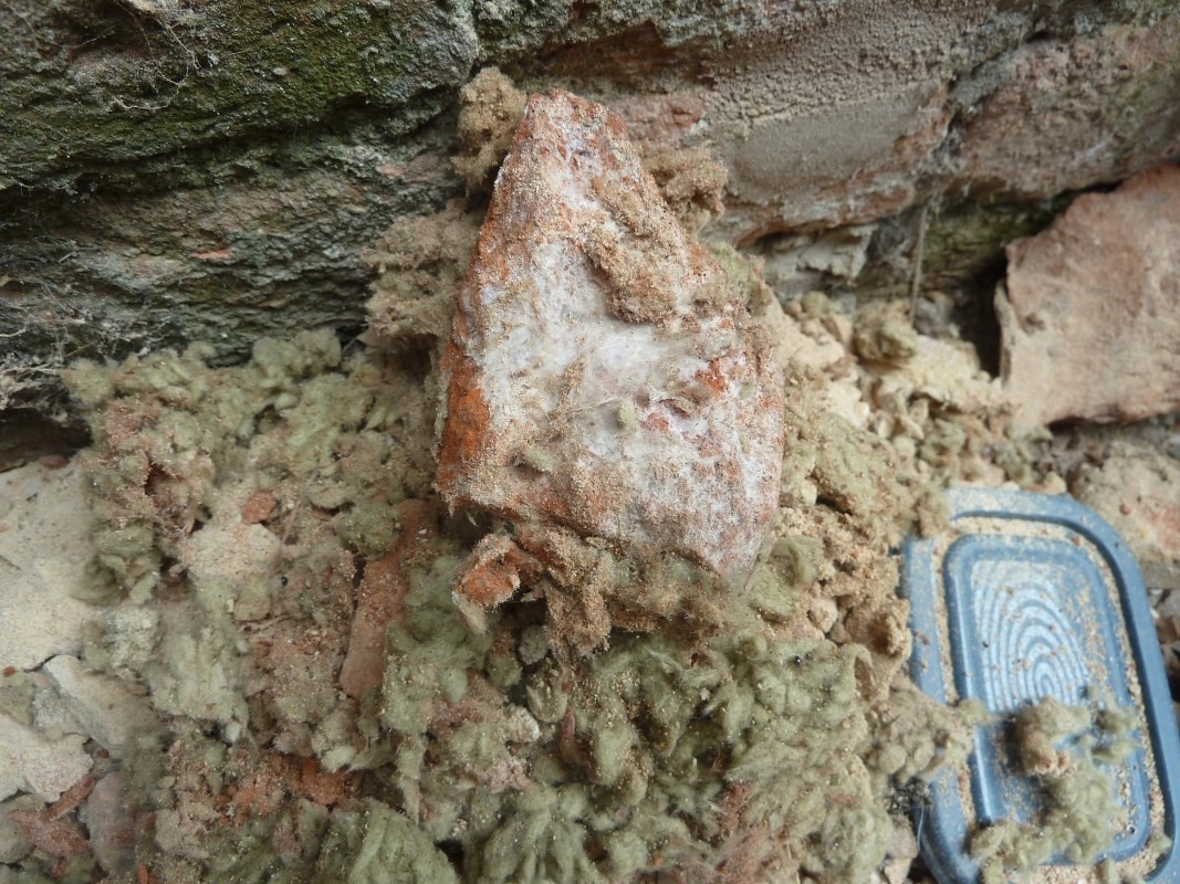 Damp Rockwool cvavity wall fill infected with active dry rot root ...